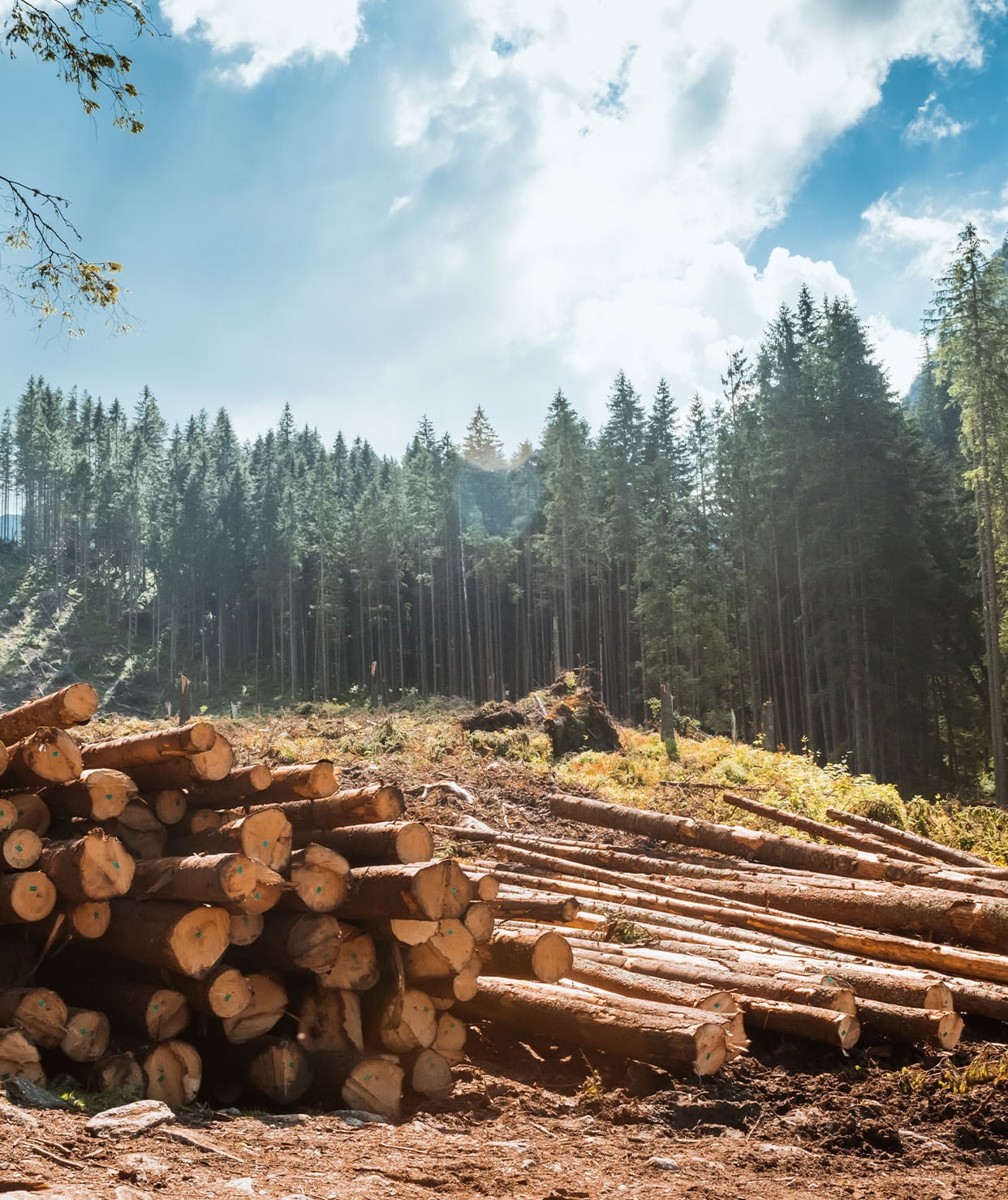 Forestry Transfer: Thompson Rivers University