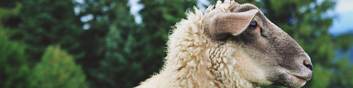 Research and Graduate Studies at Thompson Rivers University